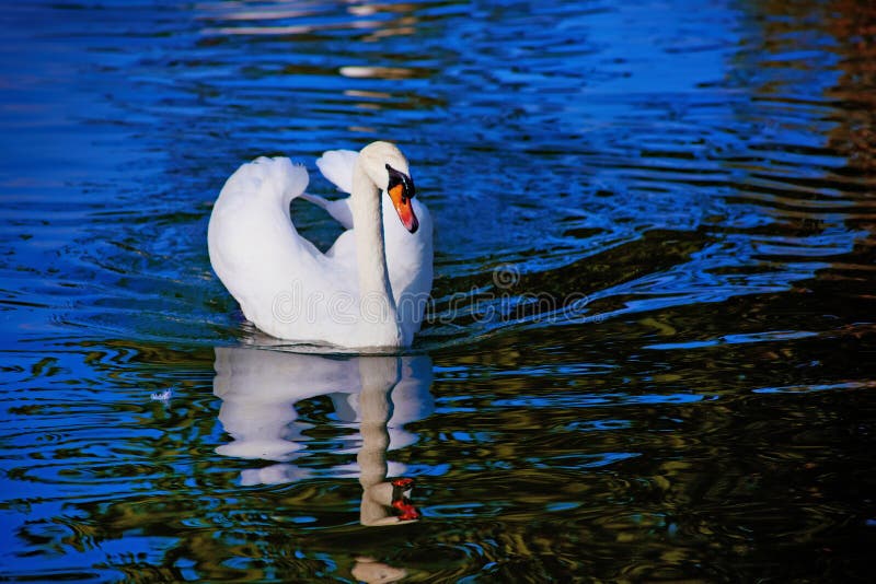 Beautiful Swan in Blue Lake Stock Photo - Image of elegant, nature ...
