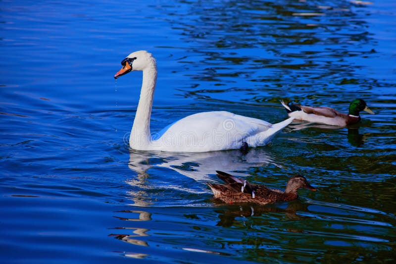 Beautiful Swan in Blue Lake Stock Image - Image of swan, tranquil ...
