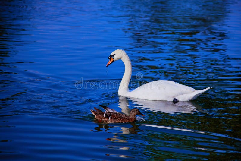 Beautiful Swan in Blue Lake Stock Photo - Image of backlighting, blue ...