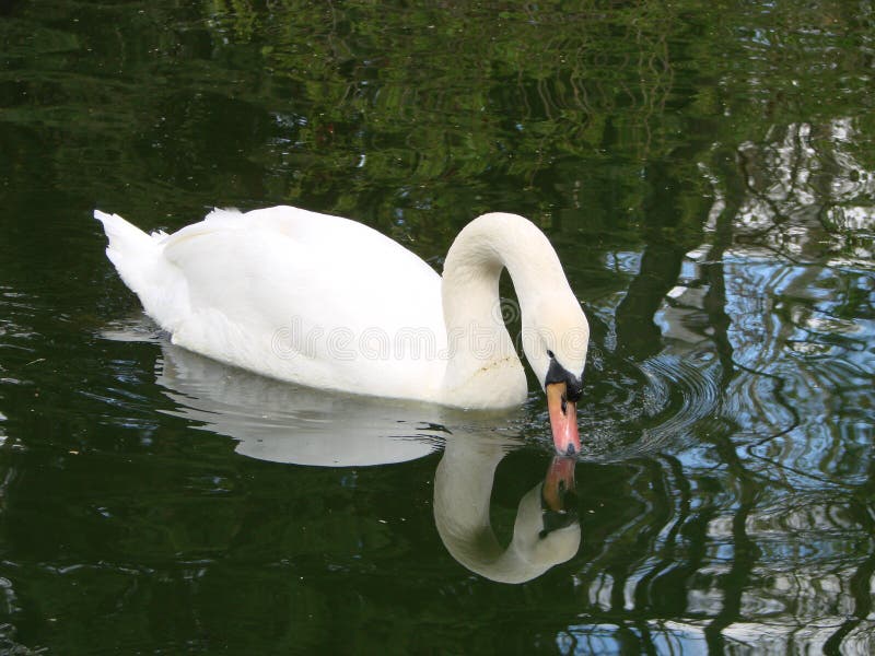 Beautiful Swan on a Crystal Clear Blue River Reflection Stock Image ...