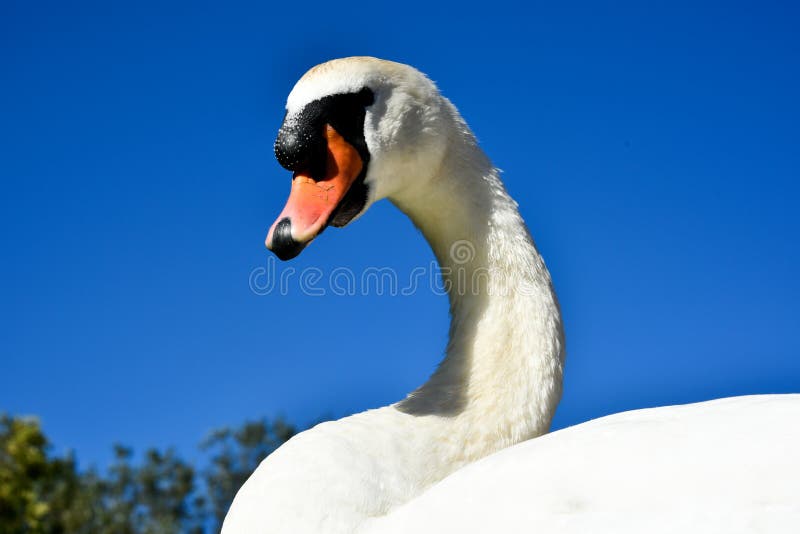 Beautiful Swan stock image. Image of beauty, male, portrait - 58664875