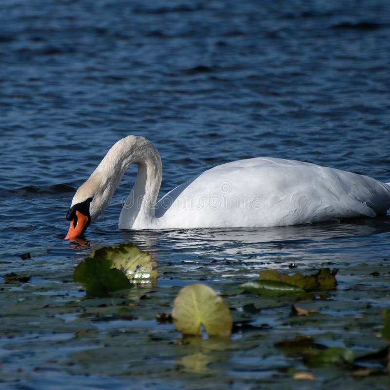 Beautiful swan feeding stock image. Image of water, pond - 161856795