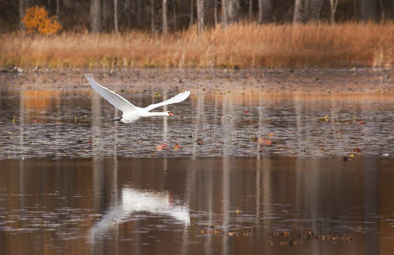 Beautiful swan flying stock image. Image of neck, action - 12045401