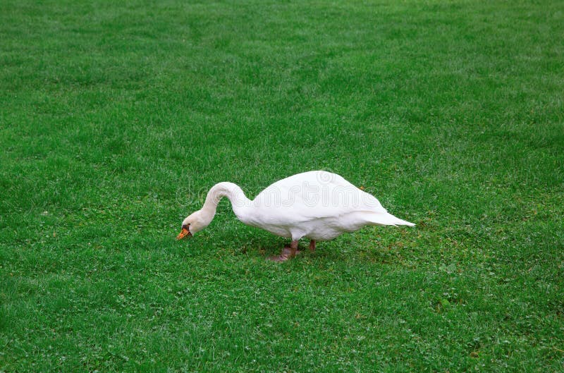Beautiful Swan on the Grass Stock Photo - Image of field, beautiful ...