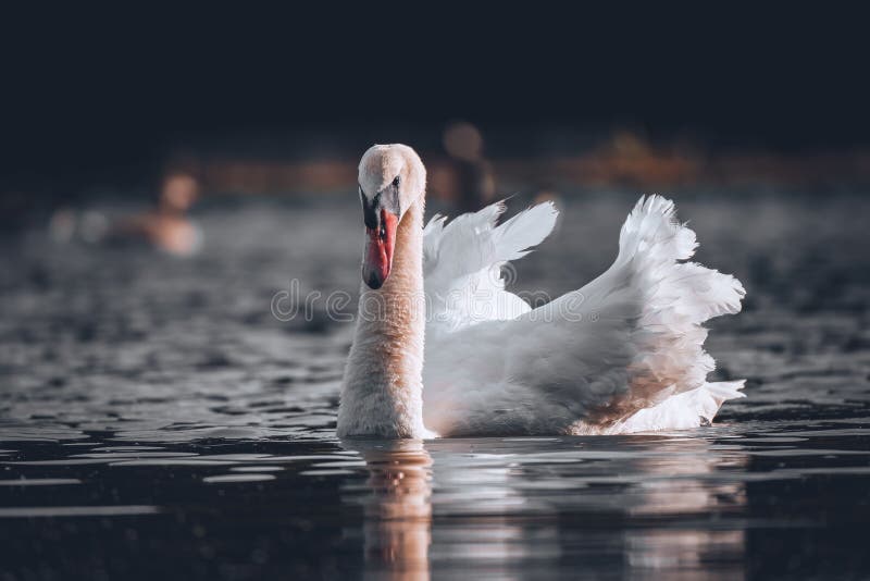 Beautiful swan on a lake stock image. Image of nature - 259058651