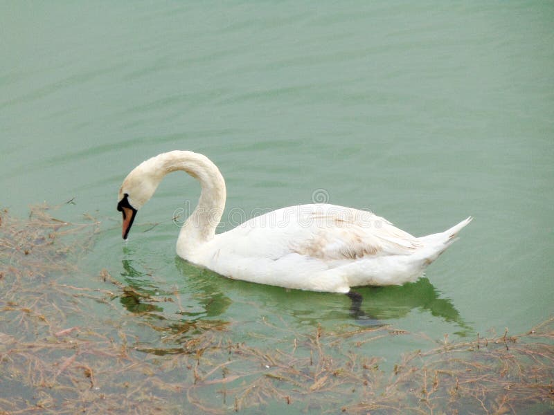 Beautiful Swan on a Lake - Nature Stock Photo - Image of animals, swim ...