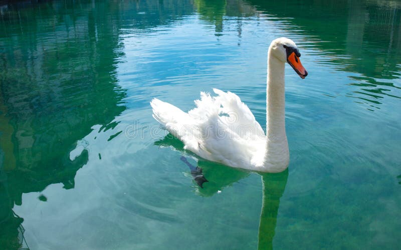 Beautiful swan in lake stock photo. Image of cute, water - 252096588