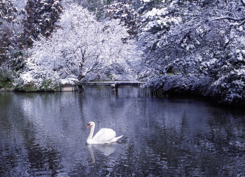 Beautiful Swan Lake Winter Scene Concept Stock Photo - Image of ...