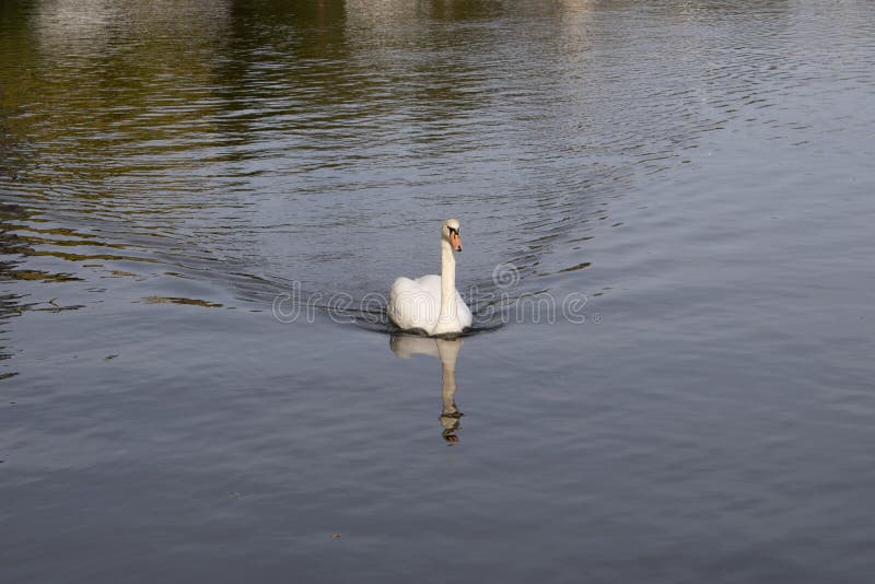 Swan Moving Forward in a River Stock Image - Image of moving, animal ...
