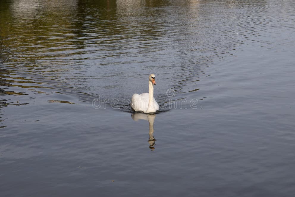 Swan Moving Forward in a River Stock Image - Image of moving, animal ...