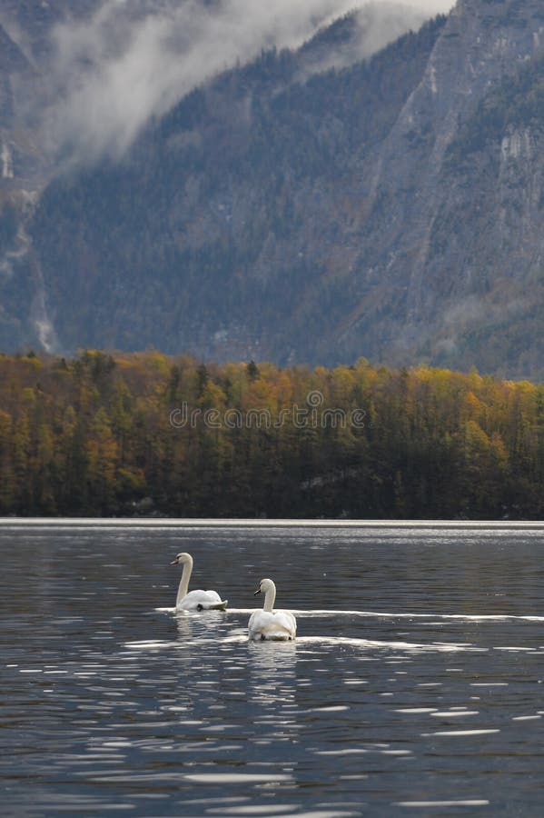 Beautiful Swan on the Pond in Spring Time Stock Photo - Image of clear ...