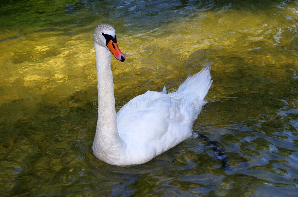 Beautiful Swan stock photo. Image of bright, balance - 63852852