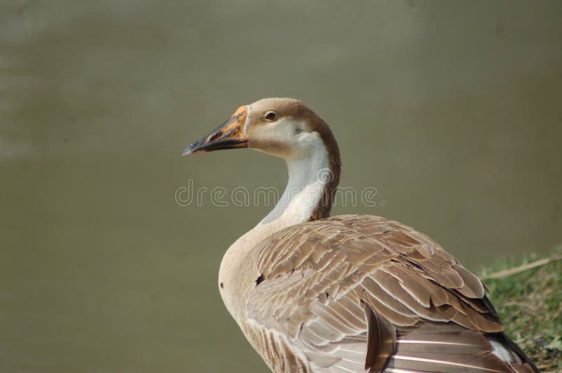Single swan stock photo. Image of beautiful, swan, mutton - 105249908