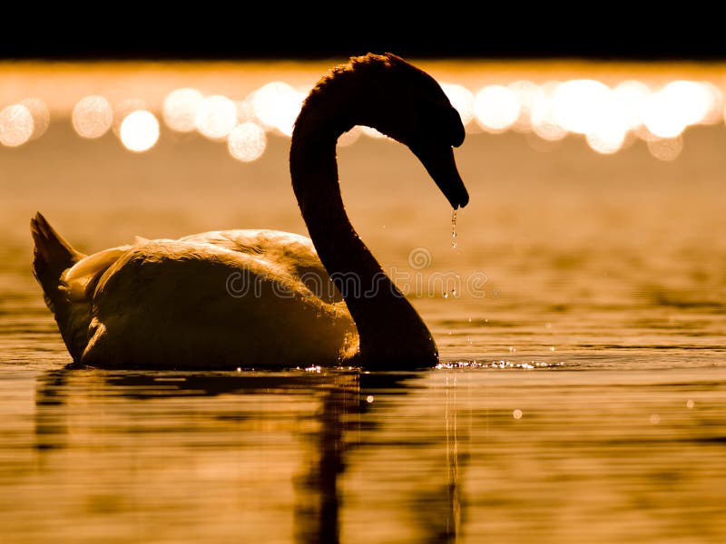 Beautiful swan in sunset stock photo. Image of swan, water - 51619122