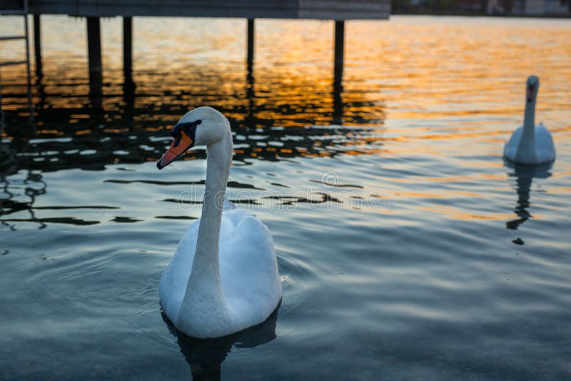 Beautiful Swan at Sunset in the Water Stock Photo - Image of nature ...