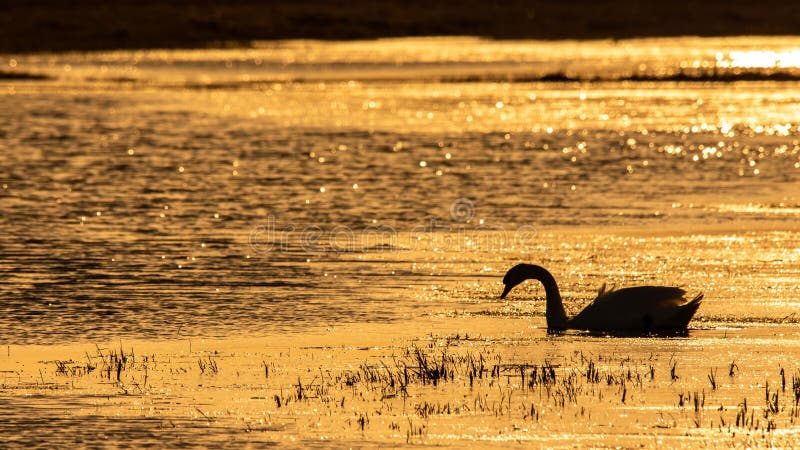 Beautiful Swan in Tranquil Waters Basking in the Golden Light of a ...