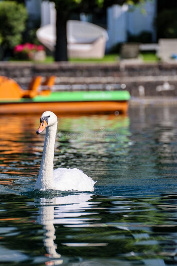 Beautiful Swan in Zell am See Lake Stock Image - Image of swan ...