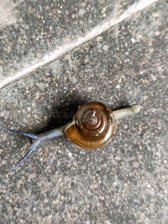 Beautiful and Sweat Macrochlamys Indica Image Stock Image - Image of ...