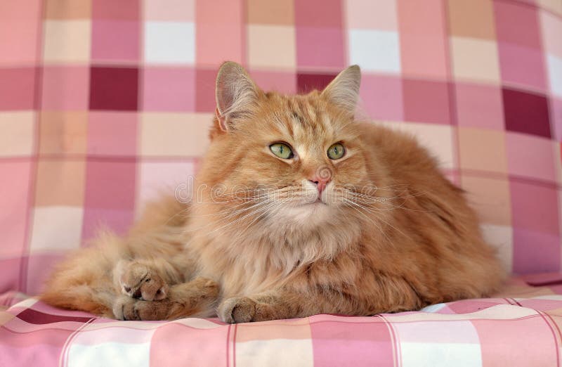 Beautiful sweet cat stock image. Image of isolated, look - 39808629