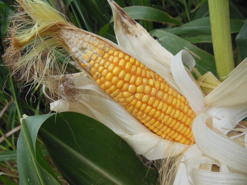 Beautiful Sweet Corn Closed Stock Photo - Image of farm, corn: 120087566