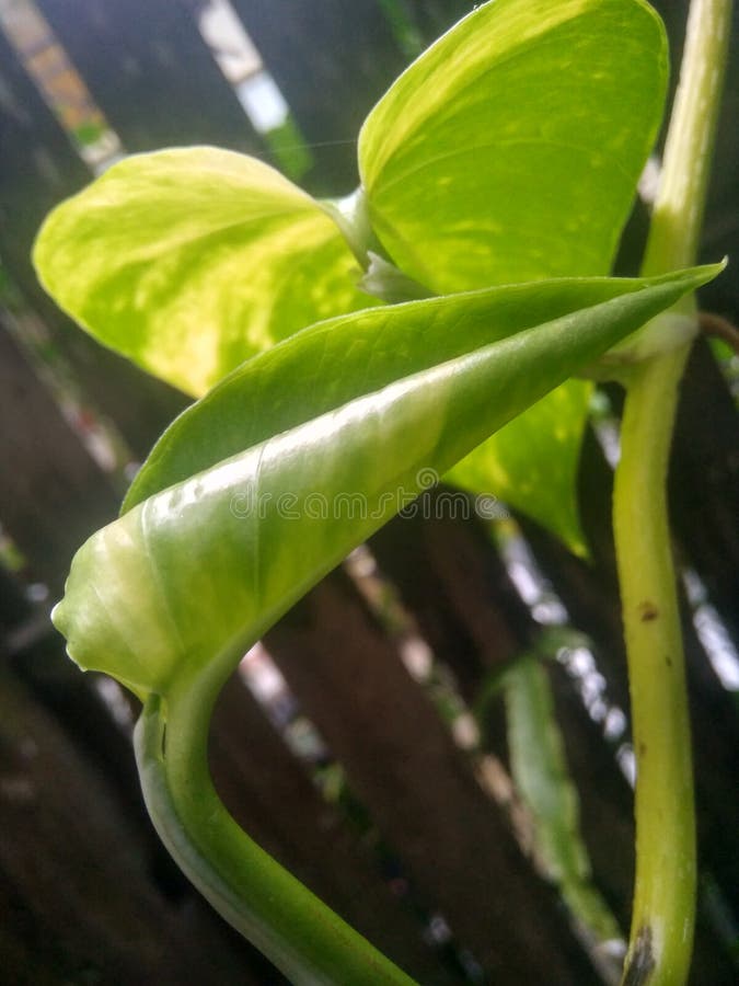 Beautiful sweet leef stock photo. Image of insect, leaf - 264179654
