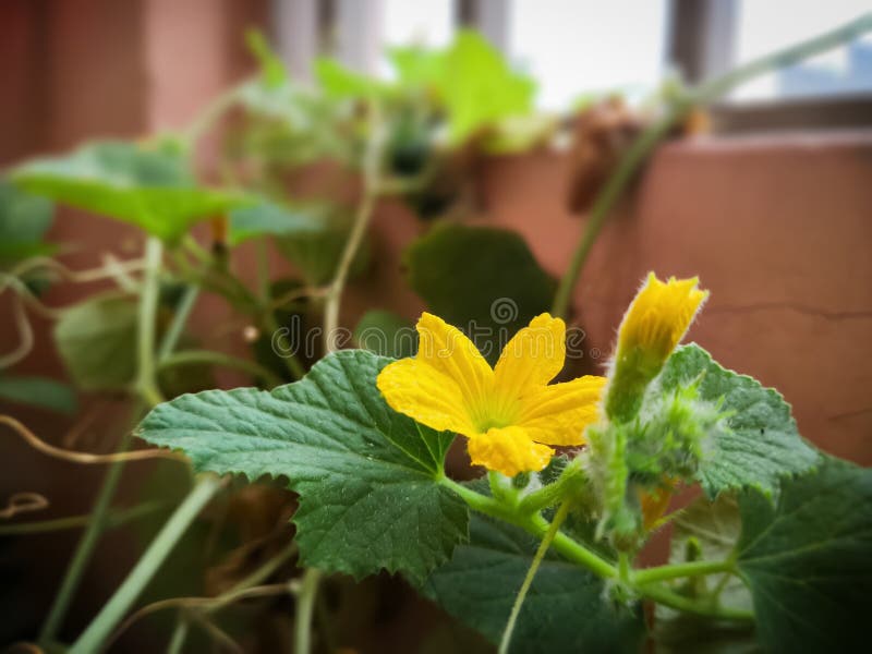 Beautiful Sweet Melon Yellow Flower Stock Photo - Image of flora, house ...