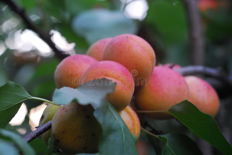 Apricots stock image. Image of tree, outdoors, closeup - 100534857