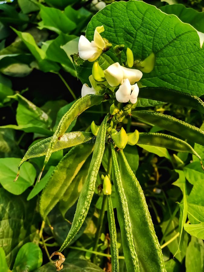 Beautiful Sword Bean Image India Stock Image - Image of bean, sword ...