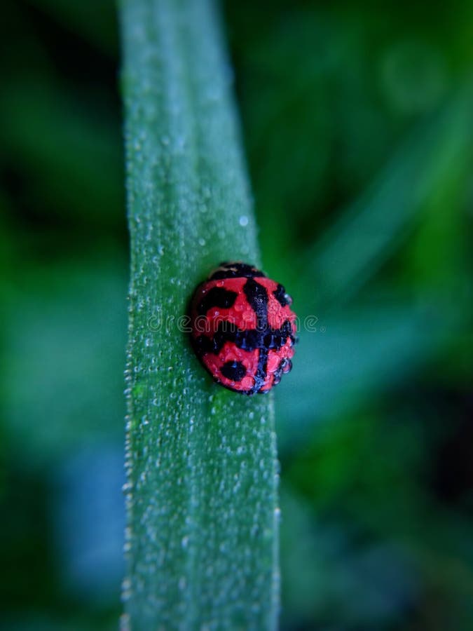 A Sword-like Shape Bug stock image. Image of plant, pink - 227318725