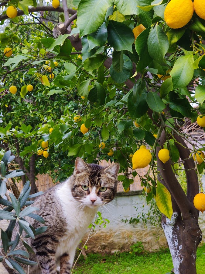 Lemon Grass Cat Stock Photos - Free & Royalty-Free Stock Photos from ...