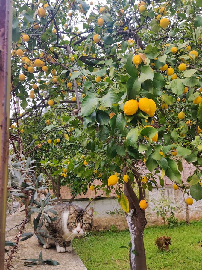 Lemon Grass Cat Stock Photos - Free & Royalty-Free Stock Photos from ...