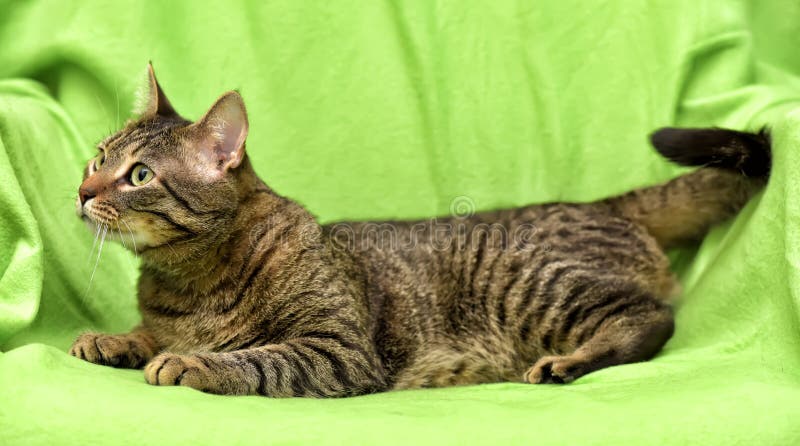 Beautiful tabby cat stock photo. Image of alert, furry - 67905678