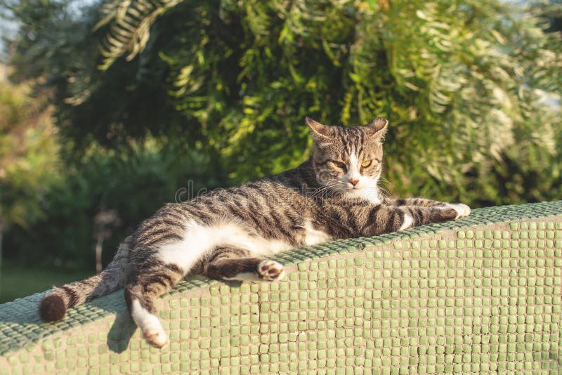 Beautiful Tabby Cat Lies in the Bright Sun Stock Image - Image of ...