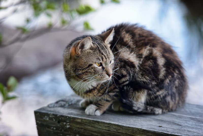 Beautiful Tabby Cat Outdoor Stock Photo - Image of curious, funky: 55256796