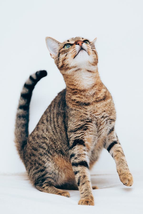 Beautiful Tabby Cat Posing for the Camera Stock Photo - Image of ...
