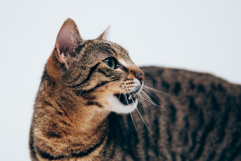 Beautiful Tabby Cat Posing for the Camera Stock Photo - Image of kitten ...