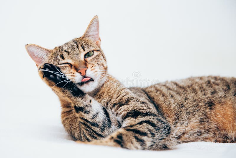 Beautiful Tabby Cat Posing For The Camera Stock Photo - Image of feline ...