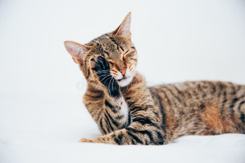 Beautiful Tabby Cat Posing for the Camera Stock Image - Image of ...