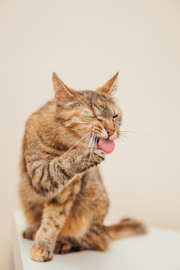 Beautiful Tabby Cat Posing for the Camera Stock Image - Image of ...