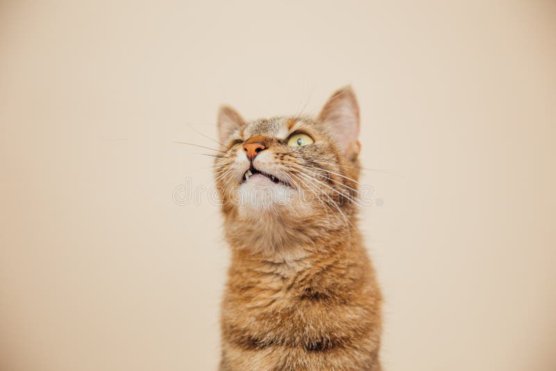 Beautiful Tabby Cat Posing For The Camera Stock Image - Image of cute ...