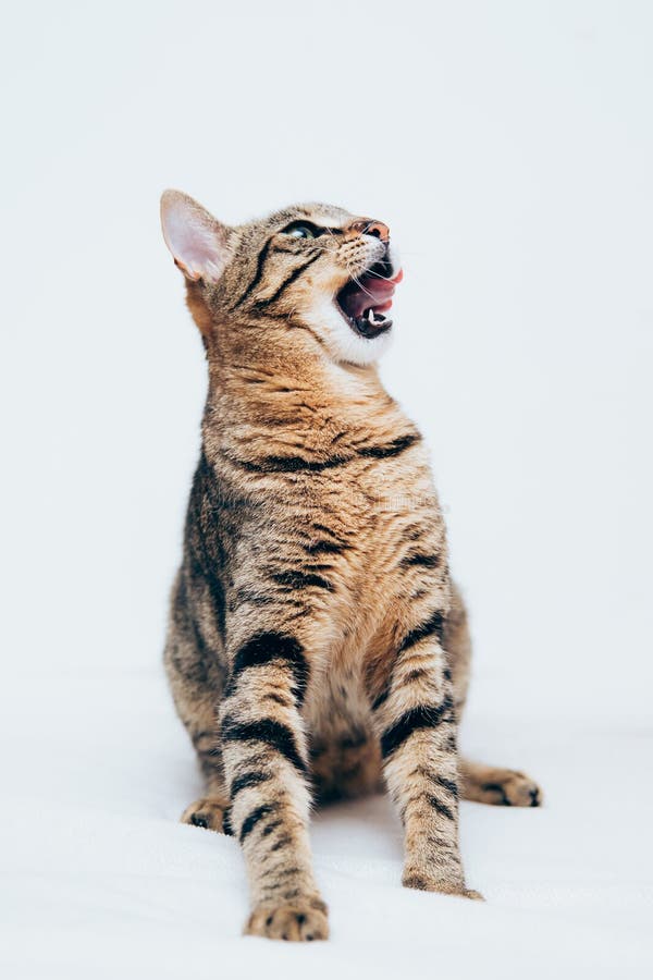 Beautiful Tabby Cat Posing for the Camera Stock Image - Image of ...