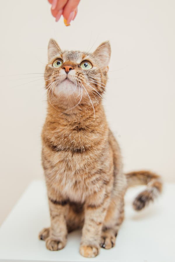 Beautiful Tabby Cat Posing for the Camera Stock Photo - Image of happy ...