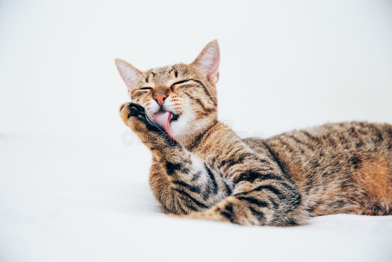 Beautiful Tabby Cat Posing for the Camera Stock Image - Image of home ...