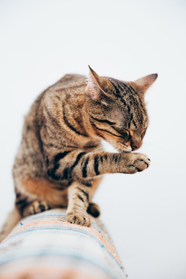 Beautiful Tabby Cat Posing for the Camera Stock Photo - Image of face ...