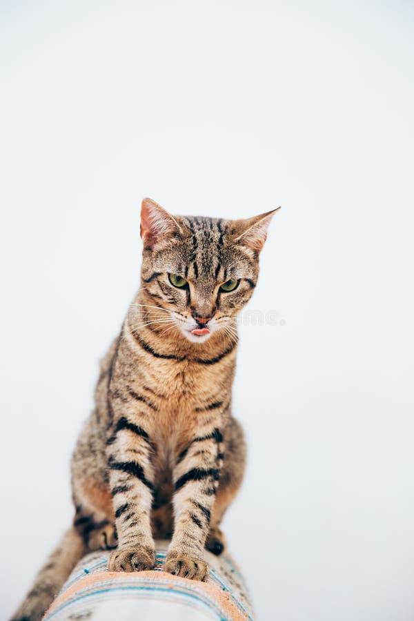 Beautiful Tabby Cat Posing for the Camera Stock Photo - Image of posing ...