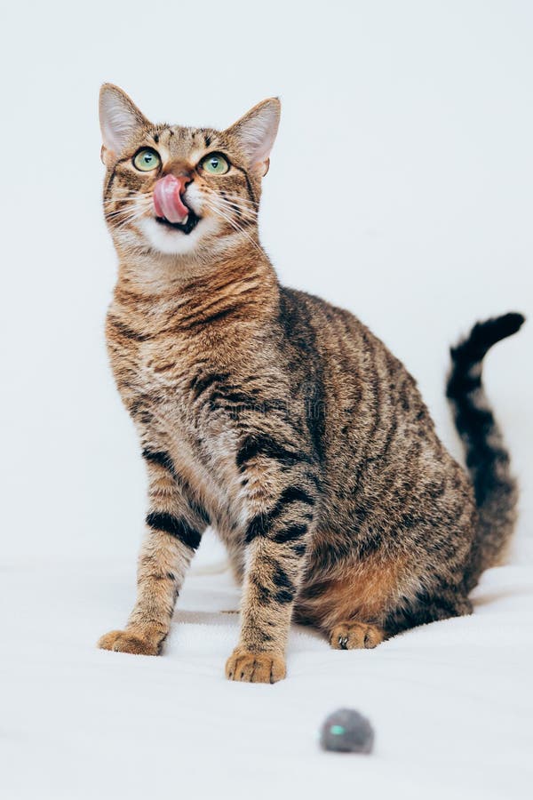 Beautiful Tabby Cat Posing for the Camera Stock Photo - Image of ...