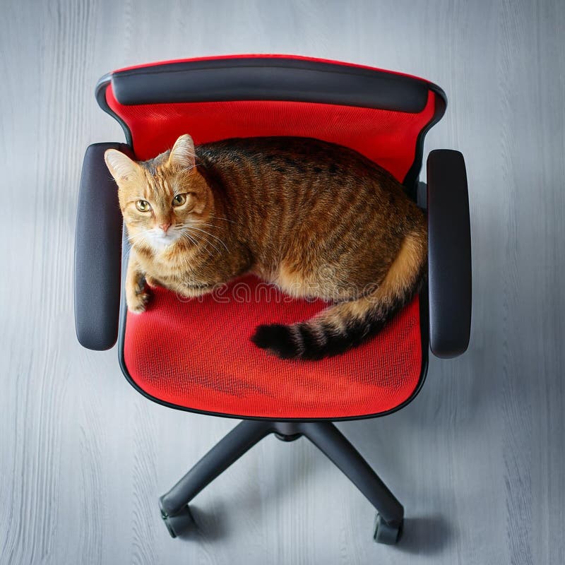 Beautiful Tabby Cat Resting on an Office Chair, AI Generated Stock ...