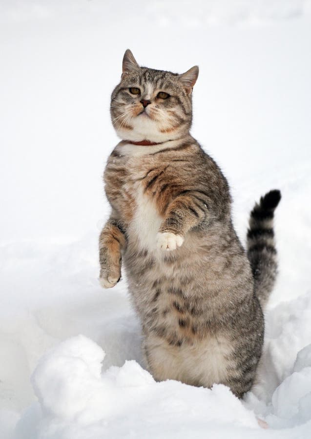 Beautiful Tabby Cat in Snow Stock Image - Image of striped, domestic ...