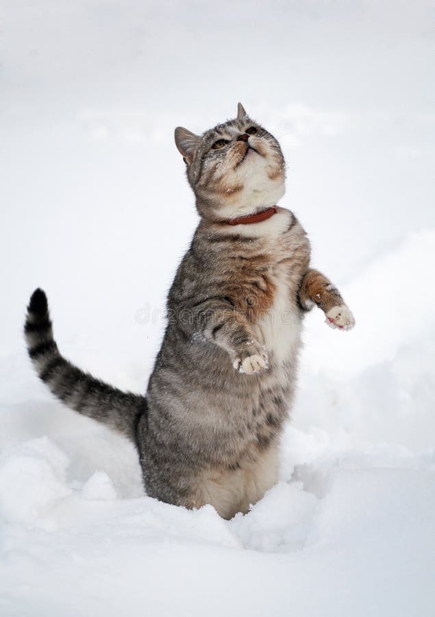 Beautiful Tabby Cat in Snow Stock Photo - Image of elicit, legs: 84080010