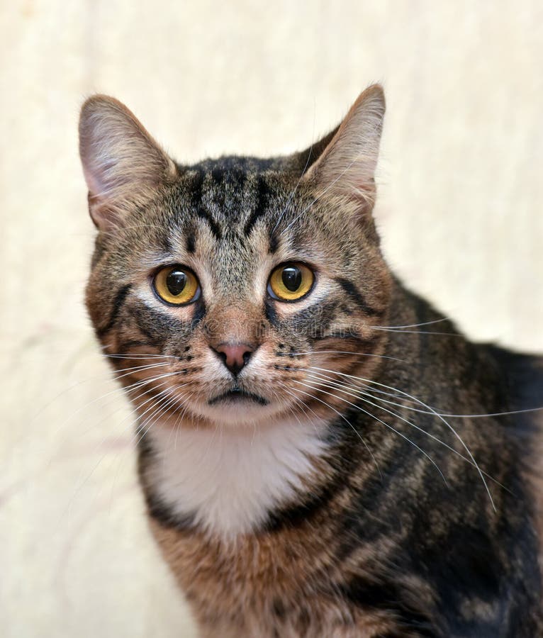 Beautiful tabby cat stock photo. Image of domestic, creature - 62828348